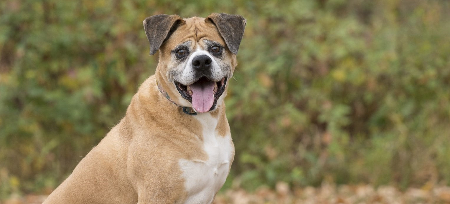 Central Vet Online Store – centralvetshop