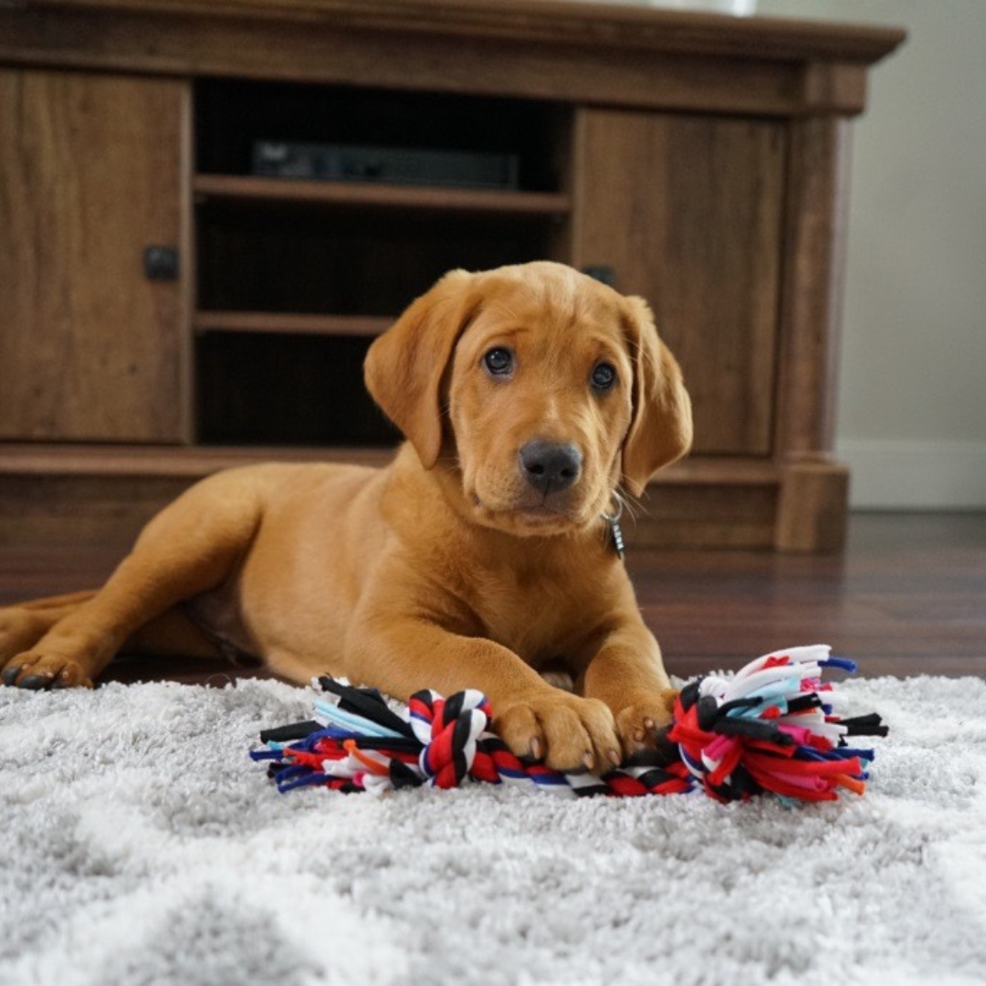 Central Vet Online Store – centralvetshop