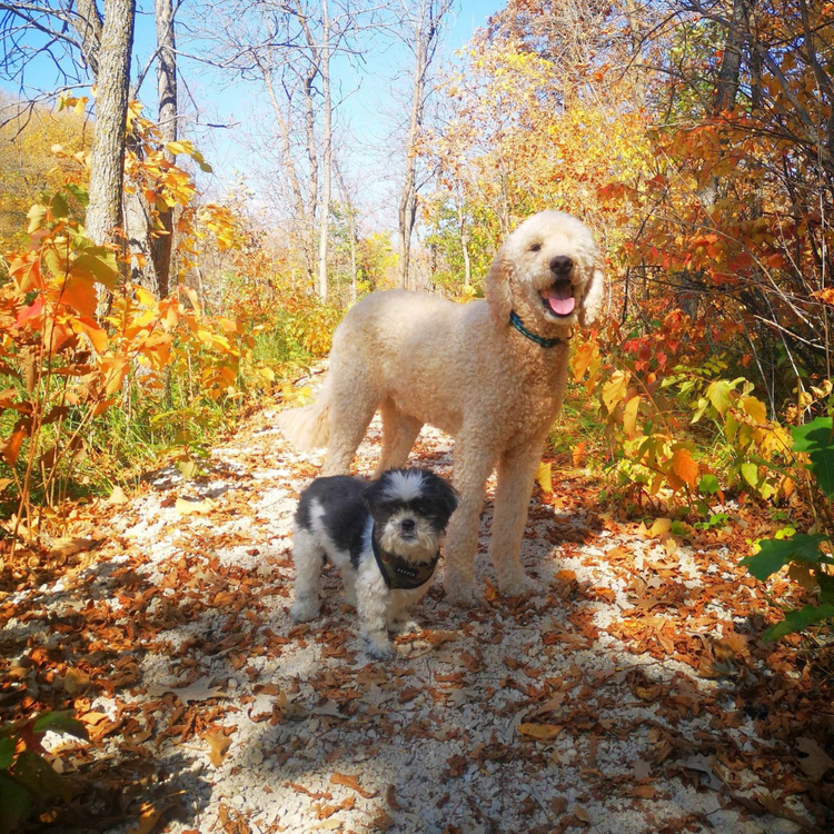 Central Vet Online Store – centralvetshop